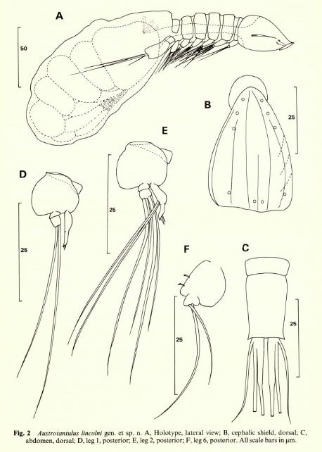 Tantulocarida - Alchetron, The Free Social Encyclopedia