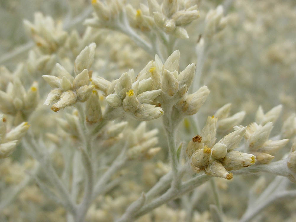 Mother Nature's Backyard - A Water-wise Garden: Plant of the Month ...