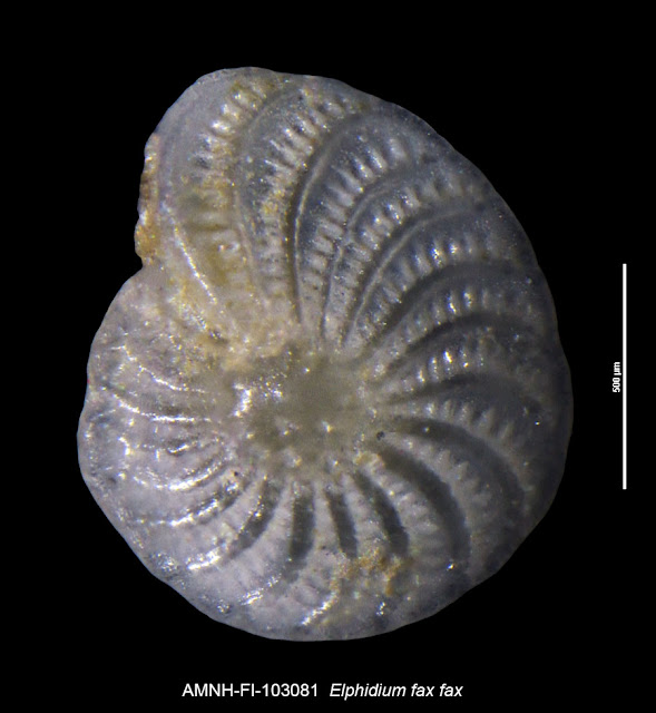 Microfossils Project: Week 3: Is Beauty Really Only Test Deep?