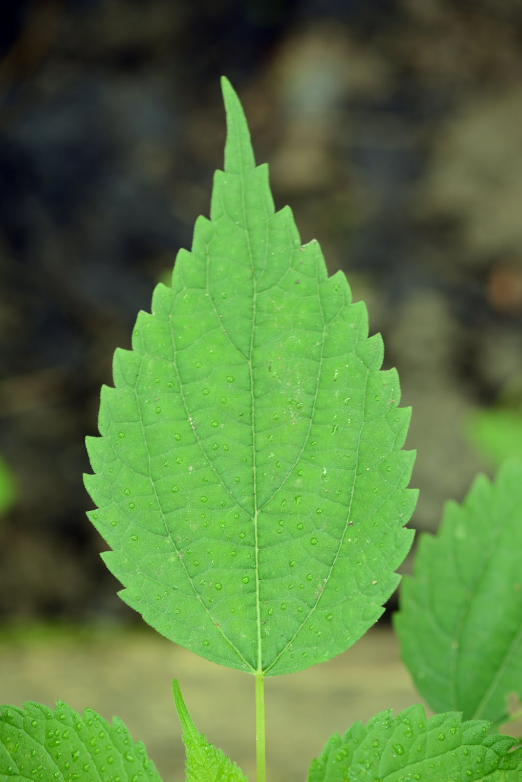Indiana Plant A Day: Smallspike False Nettle