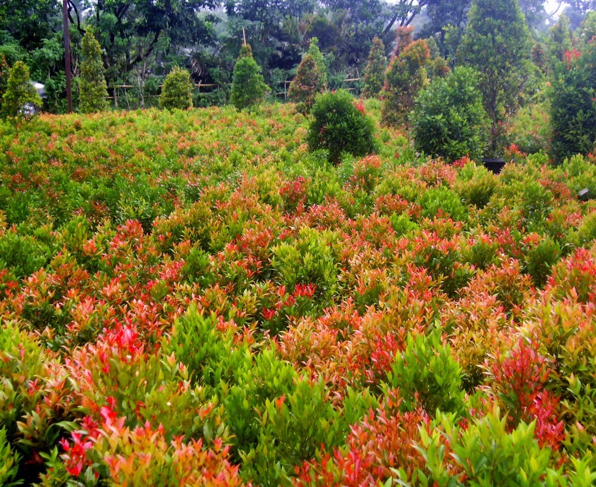 Cara Merawat Tanaman Dan Aneka Tanaman Hias: Yuk Menanam Bunga Pucuk Merah