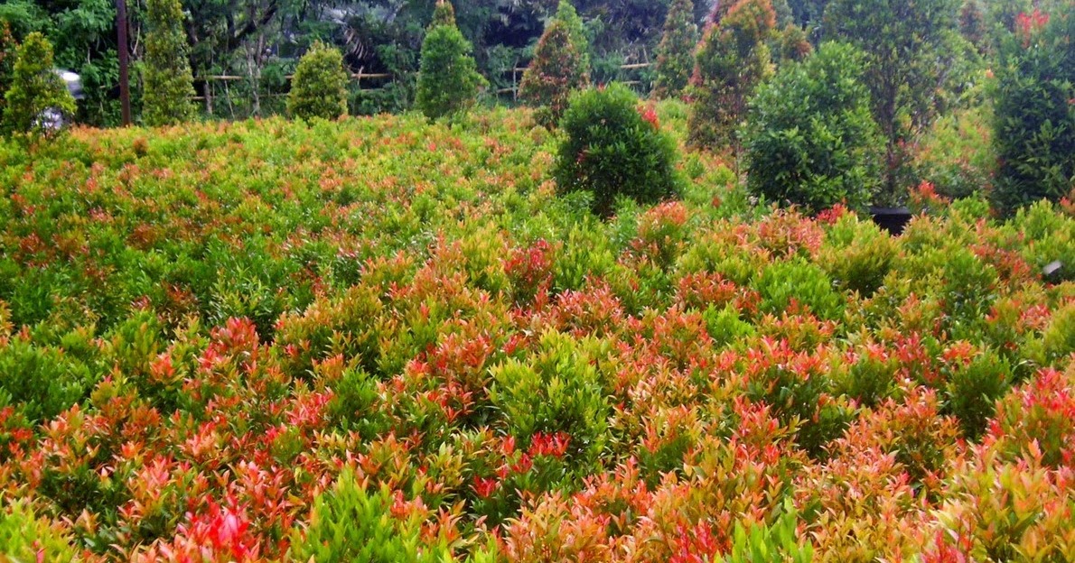 Cara Mudah Menanam Bunga Pucuk Merah | -Petani TOP-