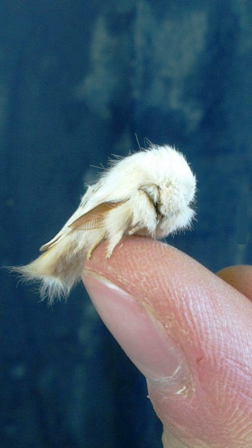 VENEZUELAN POODLE MOTH photos - wallpapers (ανανεωμένο) | the fun bank