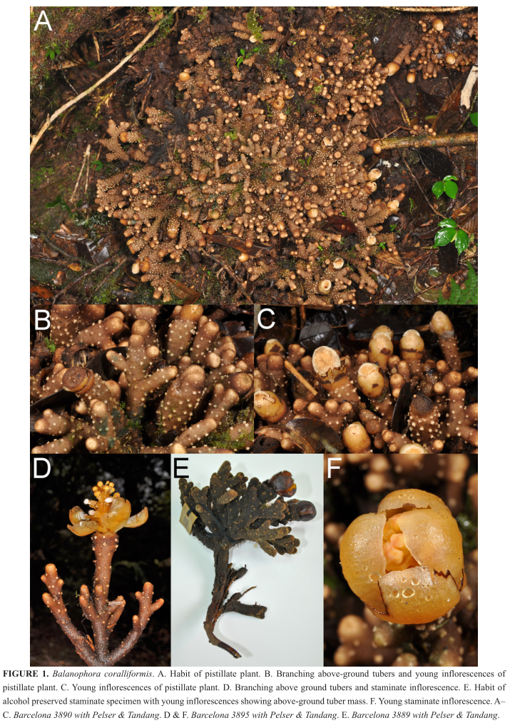 Species New to Science: May 2015