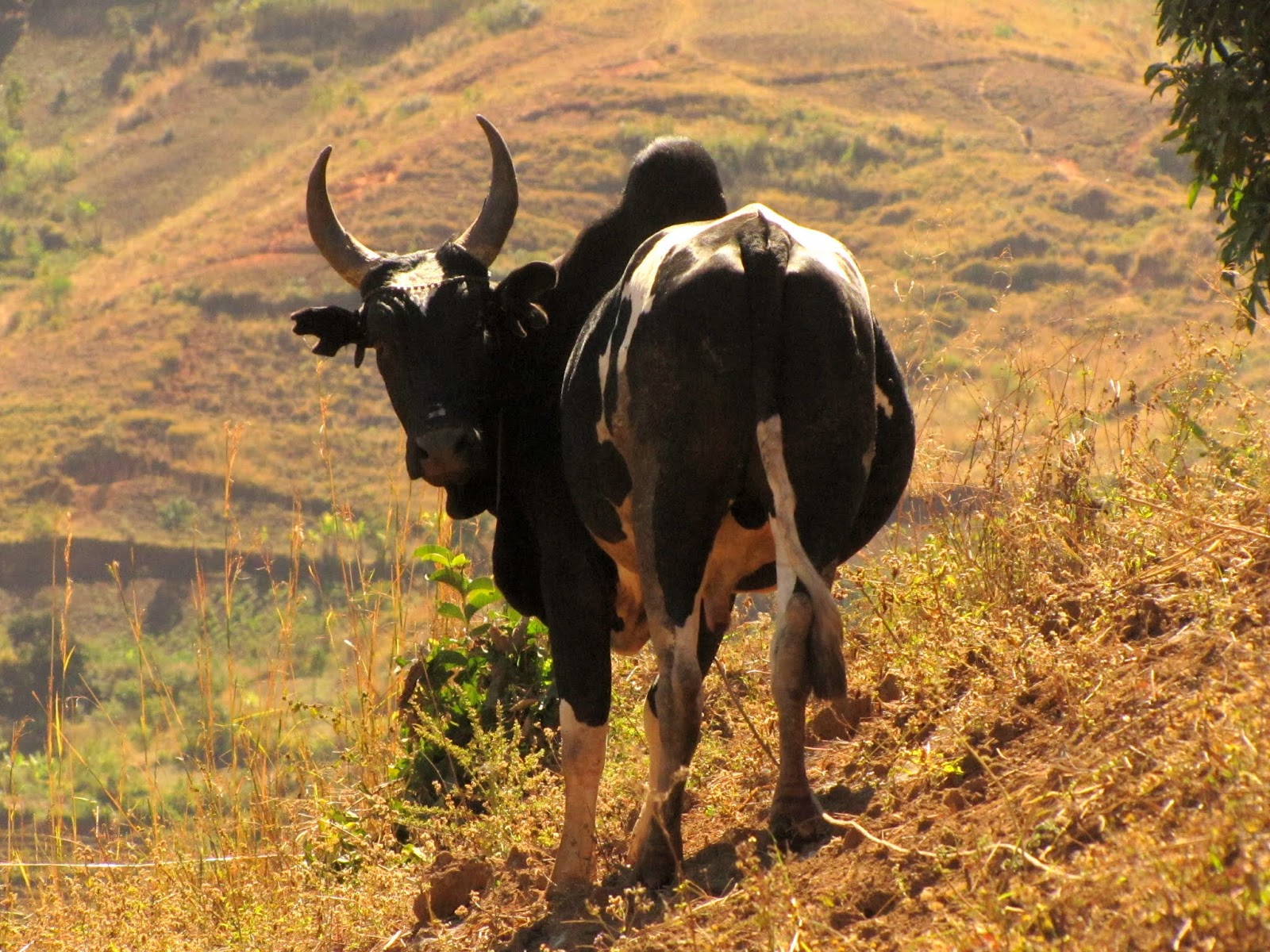 Mythic Meats: If Cows Were Time Travelers...