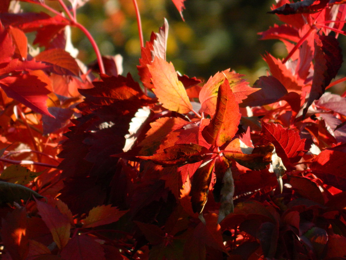 LA MULTI ANI, ROMANIA!: Vita de vie salbatica