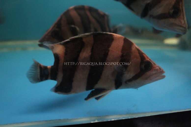Indo Tiger (Datnoid Microlepis) ~ Big Aqua