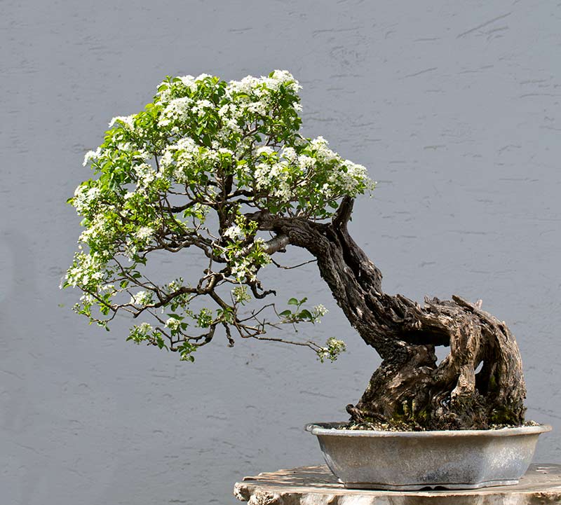 Walter Pall Bonsai Adventures: Prunus #9