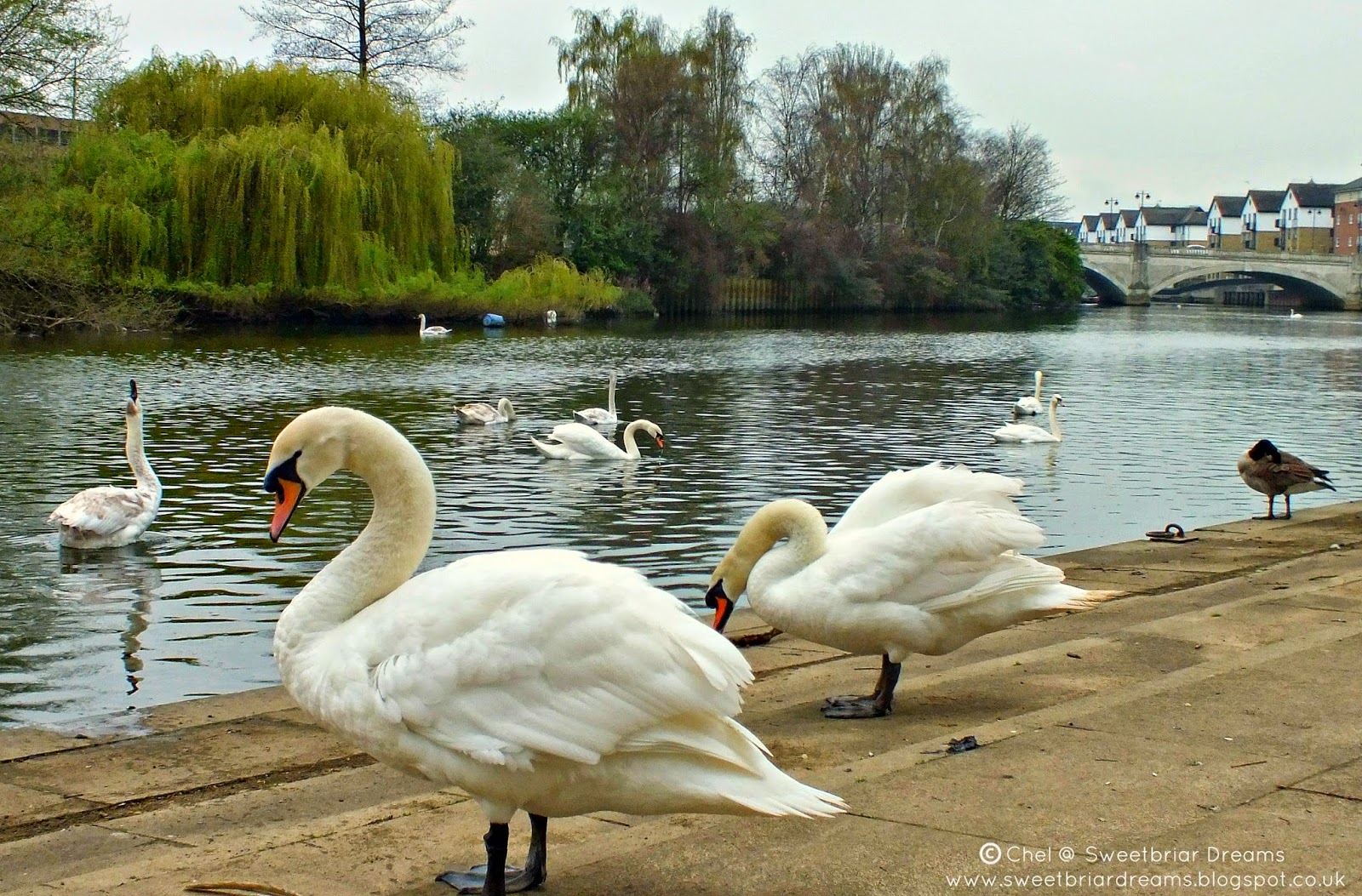 Sweetbriar Dreams: Happy Spring Moments