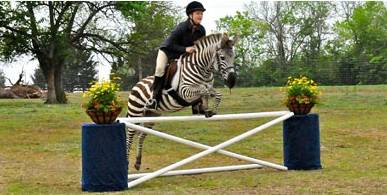 zebra+pensa+ser+cavalo.jpg