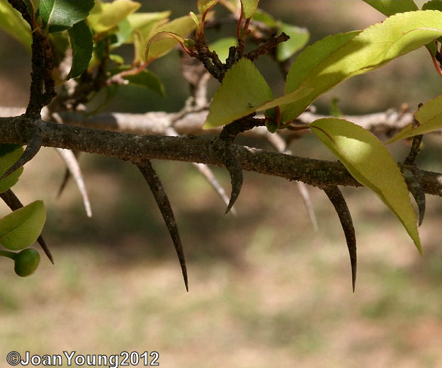 South African Photographs: Snuff-box or Fried Egg Tree (Oncoba spinosa)