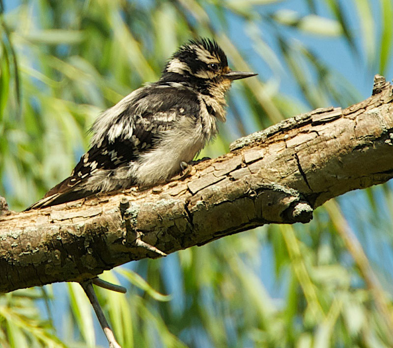 Red and the Peanut: Baby Downy Woodpeckers visited us this summer...