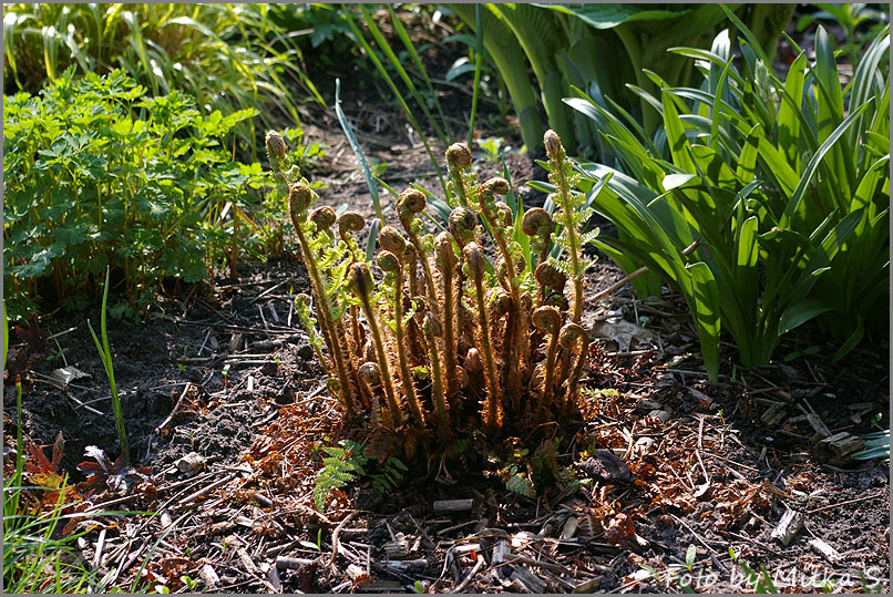 Kolory ogrodu.: Ulubiona faza wzrostu.