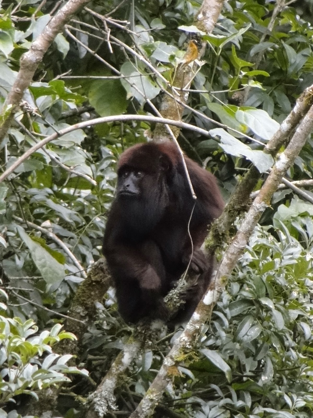 Marcelo Hübel: Macaco / Bugio-ruivo / Alouatta guariba em São Bento do ...