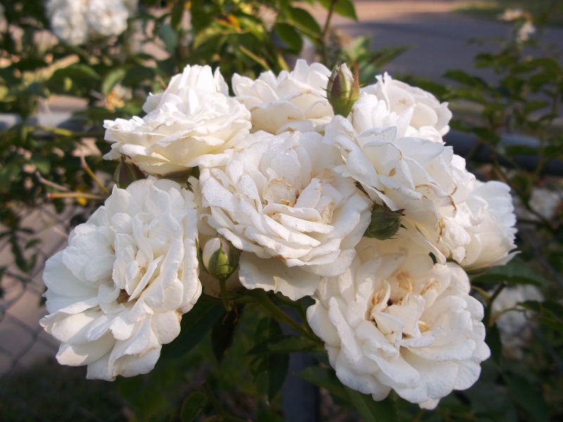 Davy's Louisiana Gardening Blog