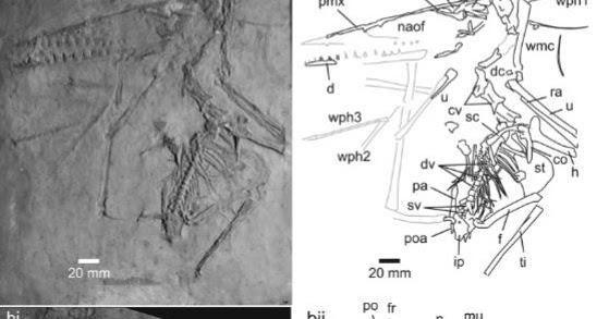 Species New to Science: [Paleontology • 2017] The Taxonomy and ...