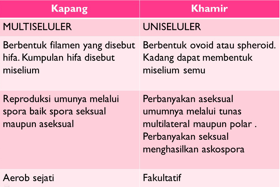 Fungi | kita pelangi