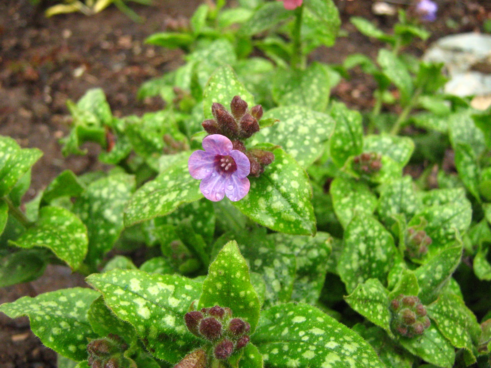 Rindy Mae: The Lungwort Is Blooming!