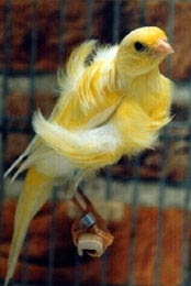 LOS CANARIOS DE POSTURA: Canarios Rizados (1)