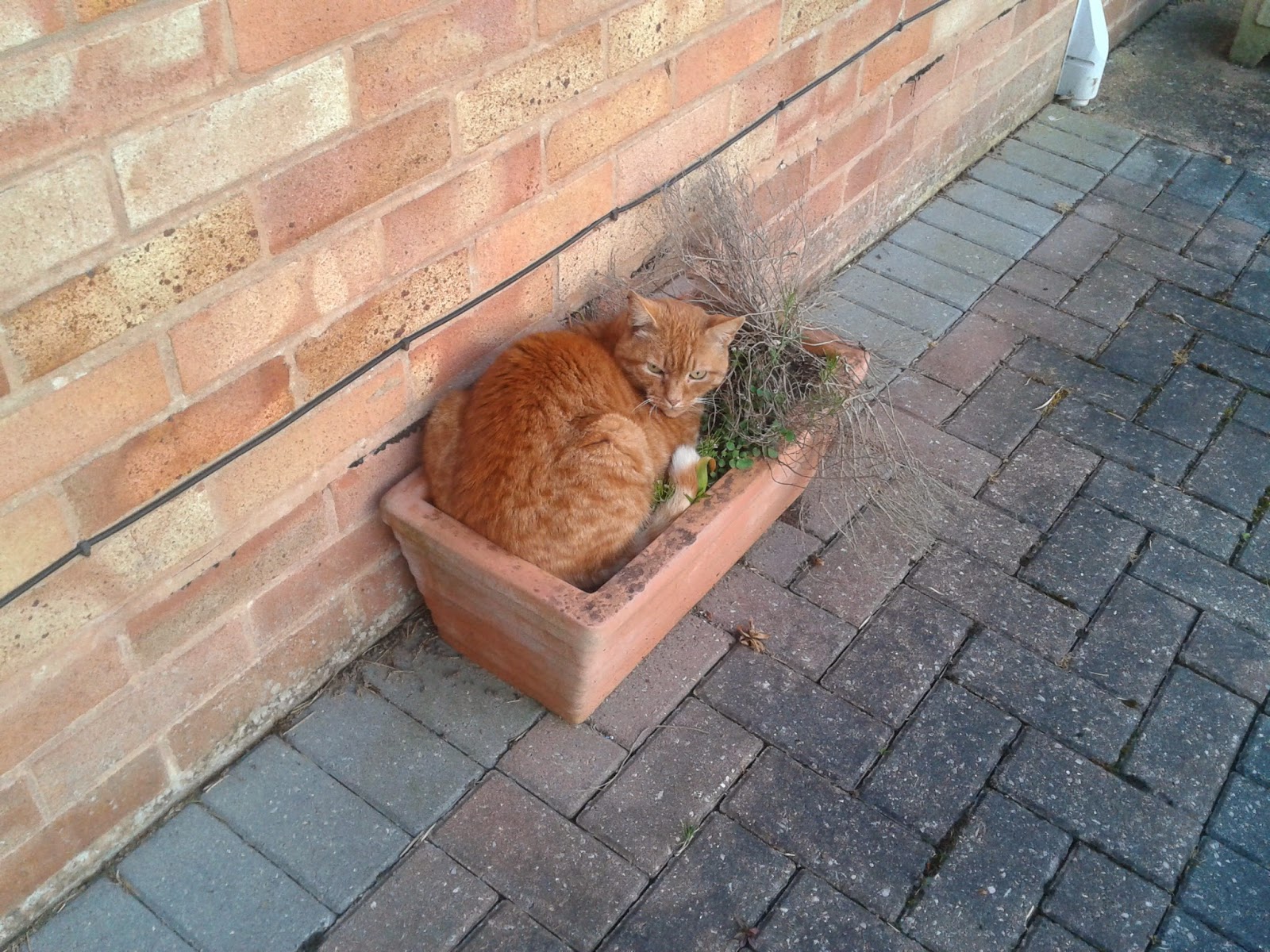 Escape Arts Blog: How to... Grow a Cat Plant