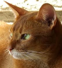 Encyclopedia of Cats Breed: Red Abyssinian Cat | Sorrel or Cinnamon