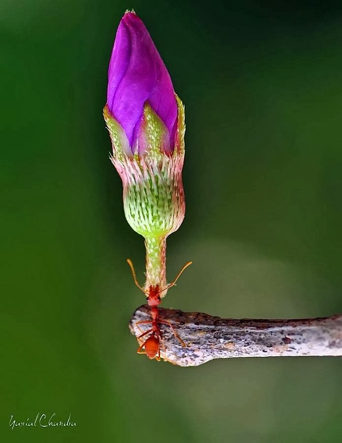 Semut Rangrang | Pustaka Pandani