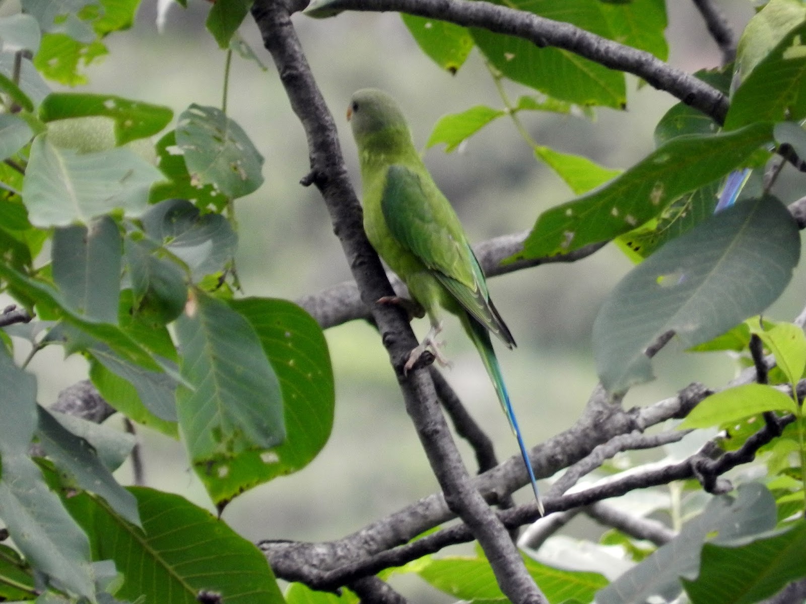 A Birder's Eye View: Great Himalayan National Park, 20.07.2013 - 28.07.2013