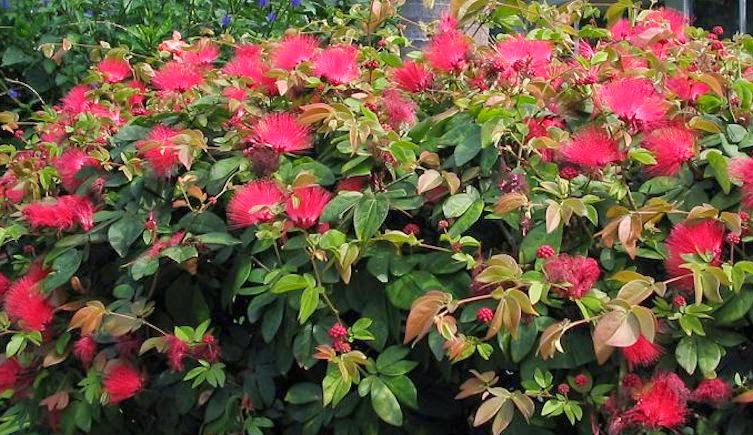 My Virtual Garden 2: Spring in Florida