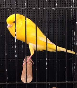 Greek Yorkshire Canaries: Yorkshire youngsters 2016 from Mark Mizzi ...