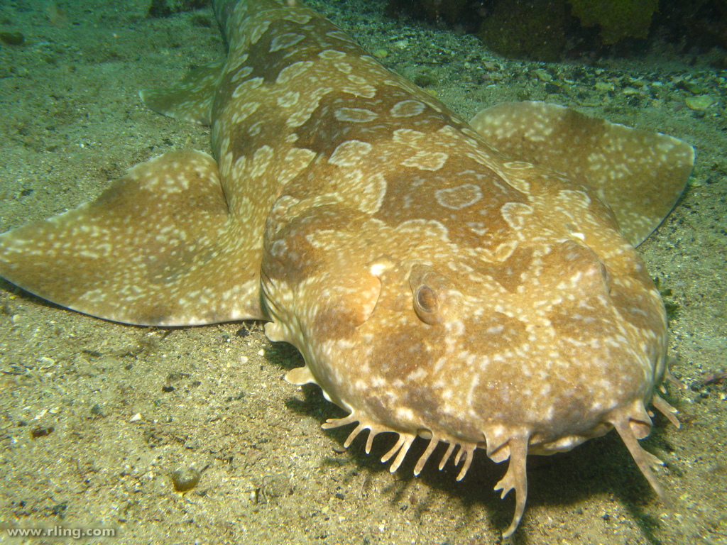 Real Monstrosities: Wobbegong
