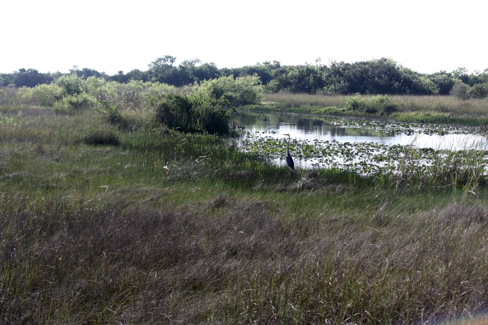 Ice and Snow: The Everglades: threatened wilderness