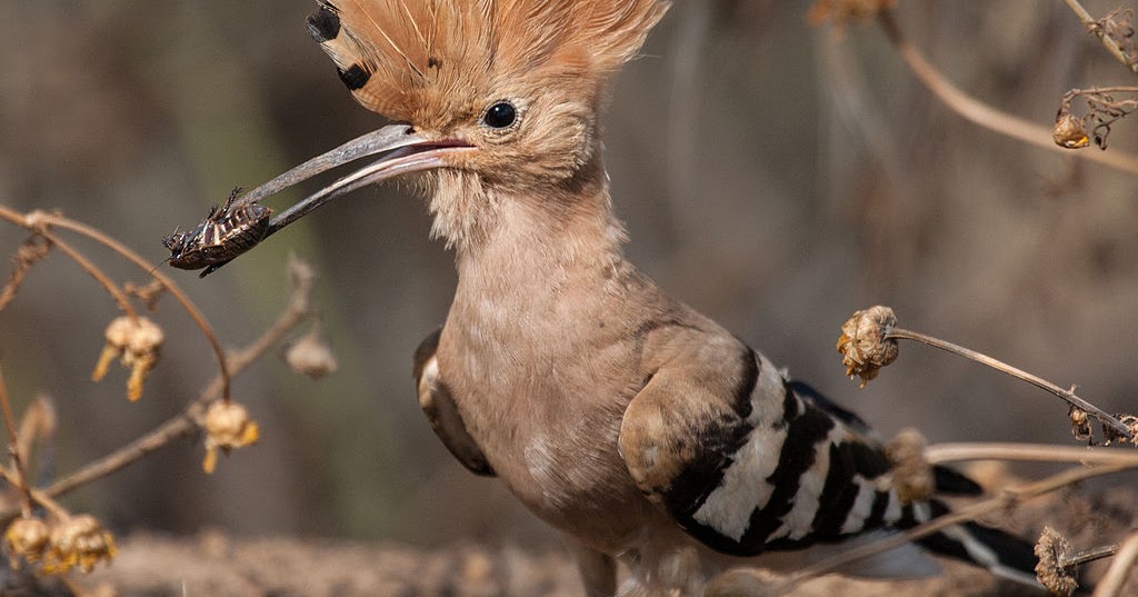 Contes d' Animals: LA PUPUT