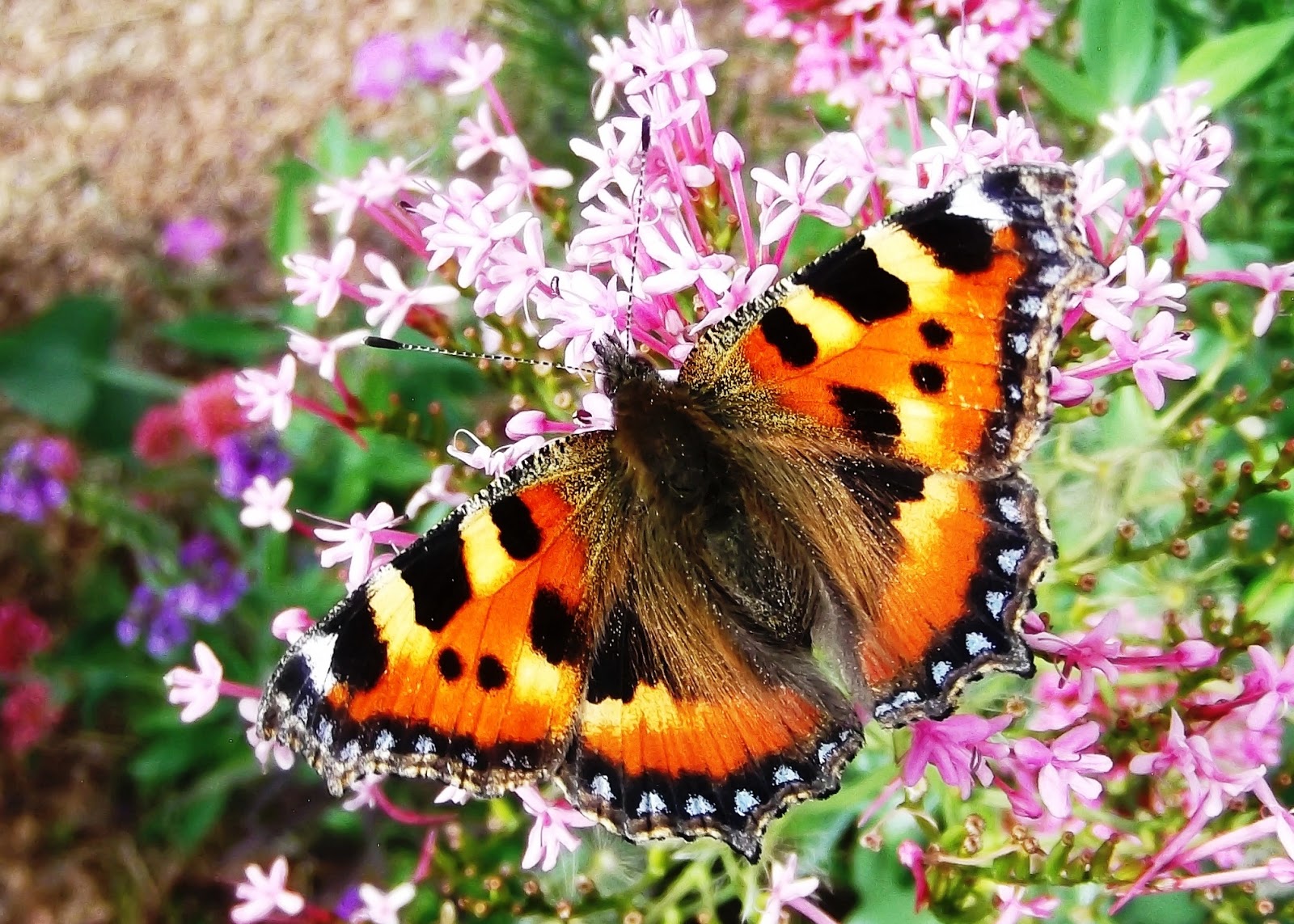Largo Baywatch: Small Tortoiseshell Butterflies