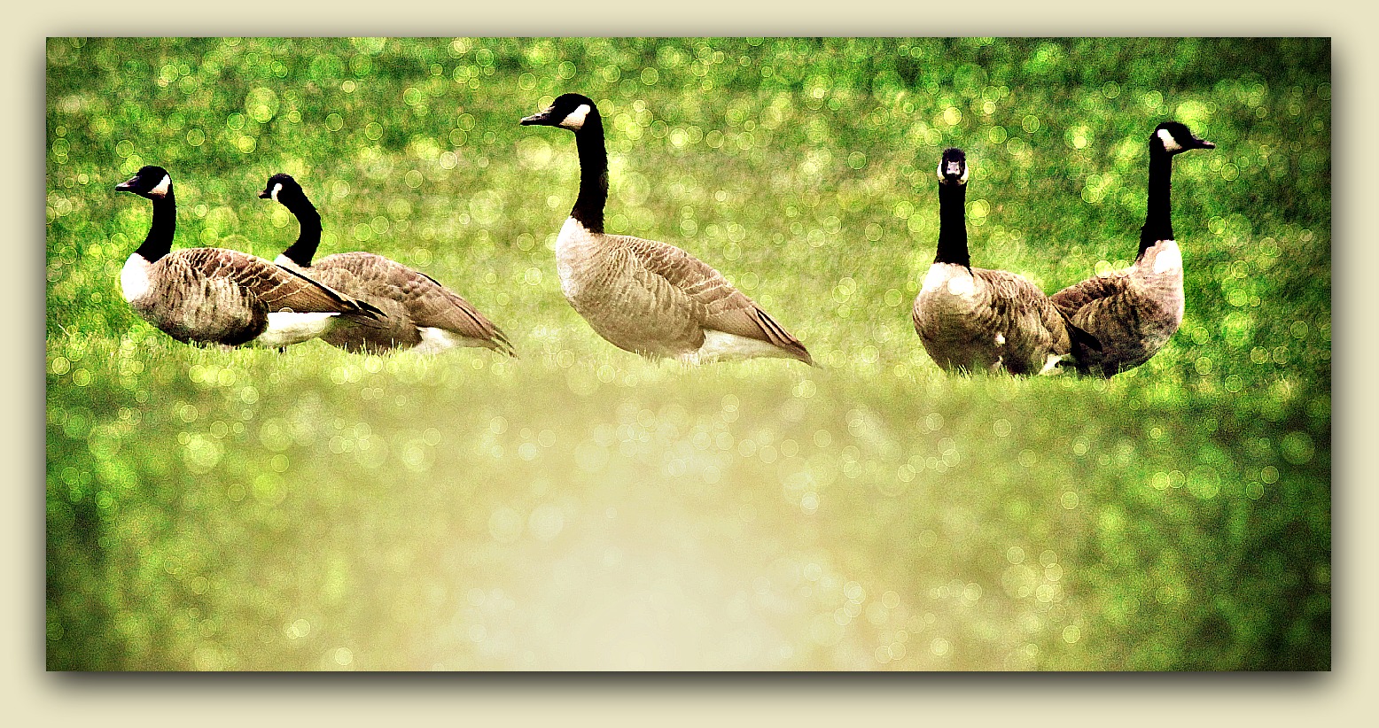 Geese On The Hospital Lawn