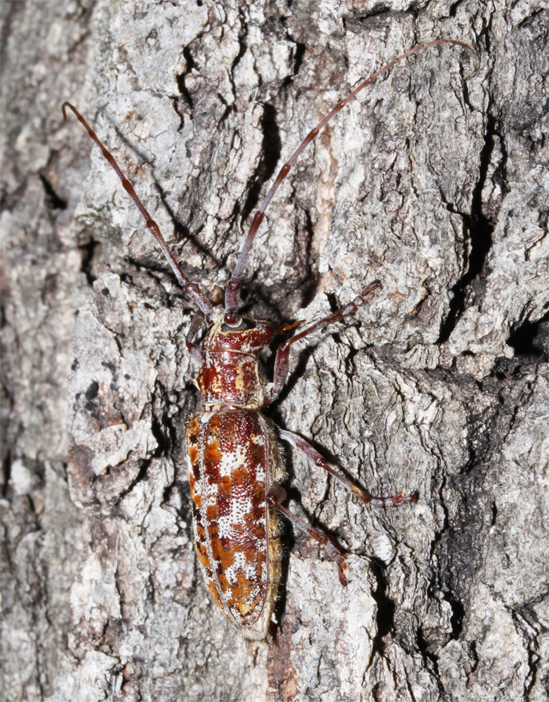 Cuyamaca Woods Mountain Journal: 2013