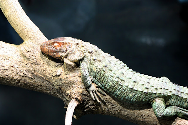 All About Us: St. Louis Zoo