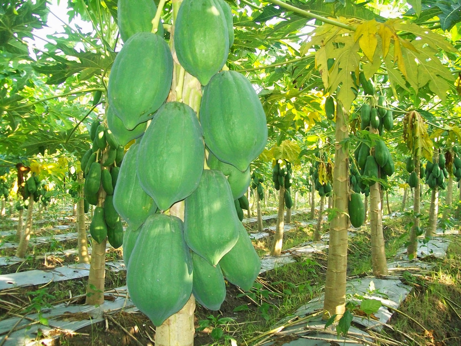 7 LANGKAH CARA MENANAM / BUDIDAYA PEPAYA | Pertanian