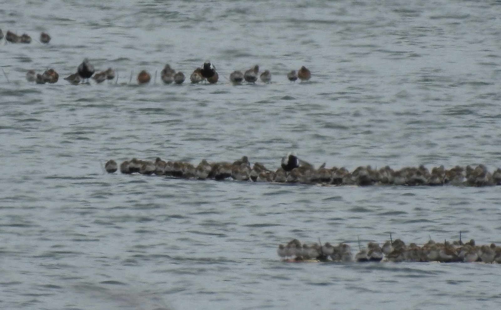 Columbia Coast Natural History: Shorebirds on Floats at High Tide