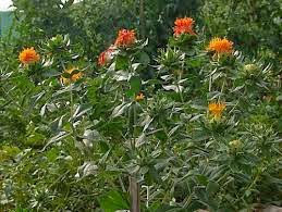 plantas Medicinales: Los Beneficios de el Alazor