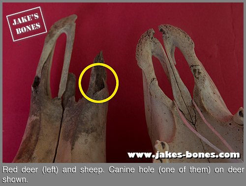 The difference between deer and sheep skulls : Jake's Bones