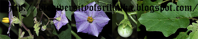 Biodiversity of Sri Lanka: එළ බටු[Ela batu]/Egg plant/Aubergine/Brinjal ...