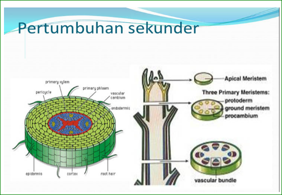 Jaringan Pada Tumbuhan Kelas XI ~ BIOLOGI SMA