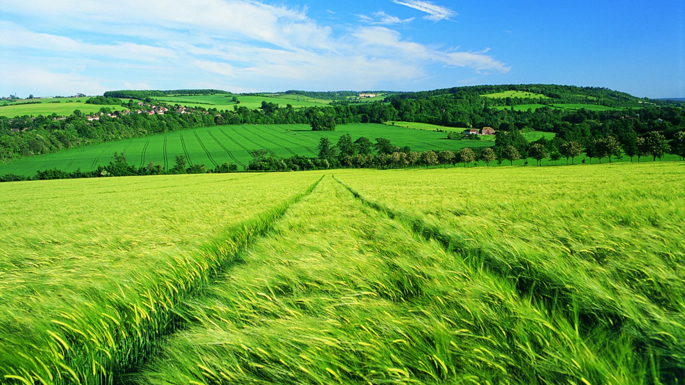 gia sư nhân văn quận 8: Bộ Wallpaper Đồng cỏ xanh mướt