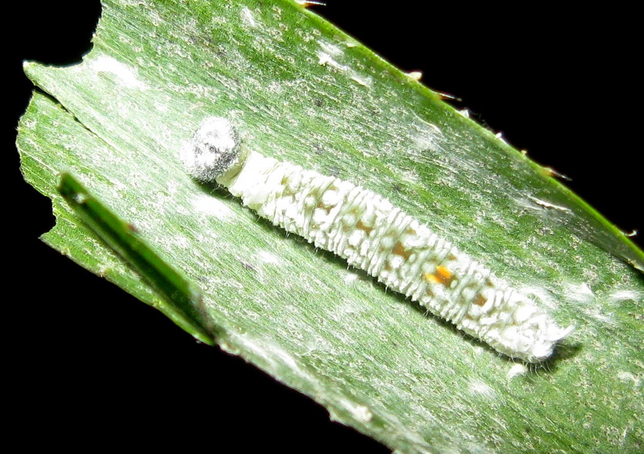 Nature Of Srilanka: Giant Red eye (Gangara thyrsis clothild) - මාර තැසියා