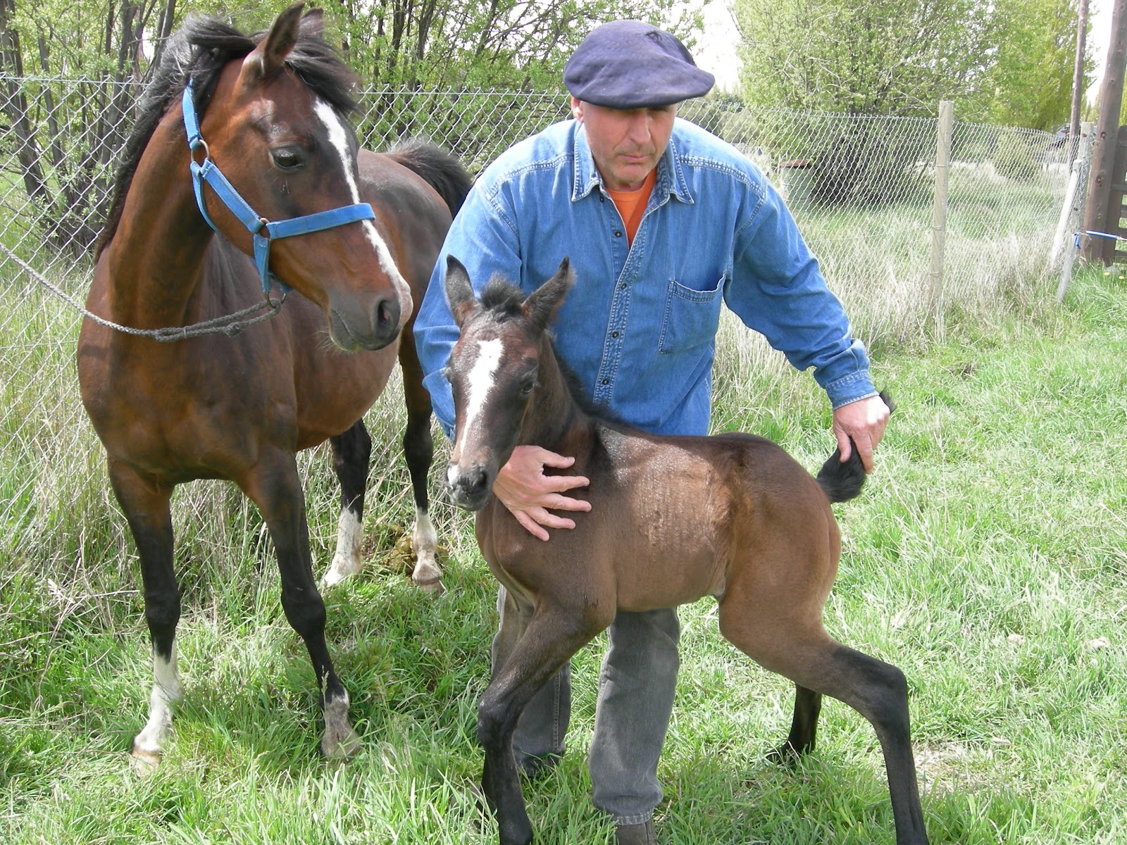 El Caballo Lusitano: Yeguas en servicio y crias