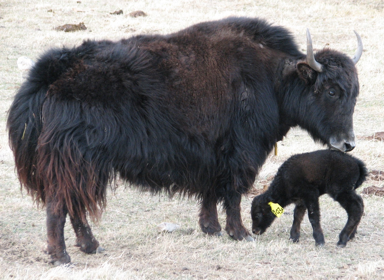 Springridge Ranch Grass-Fed Yak-Cross Beef: May 2013