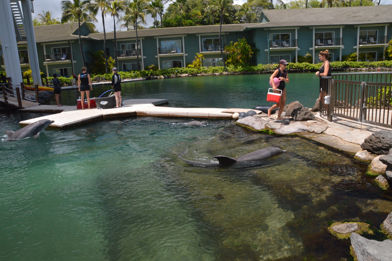 Honolulu Weddings: Dolphin Watching at Kahala Resort