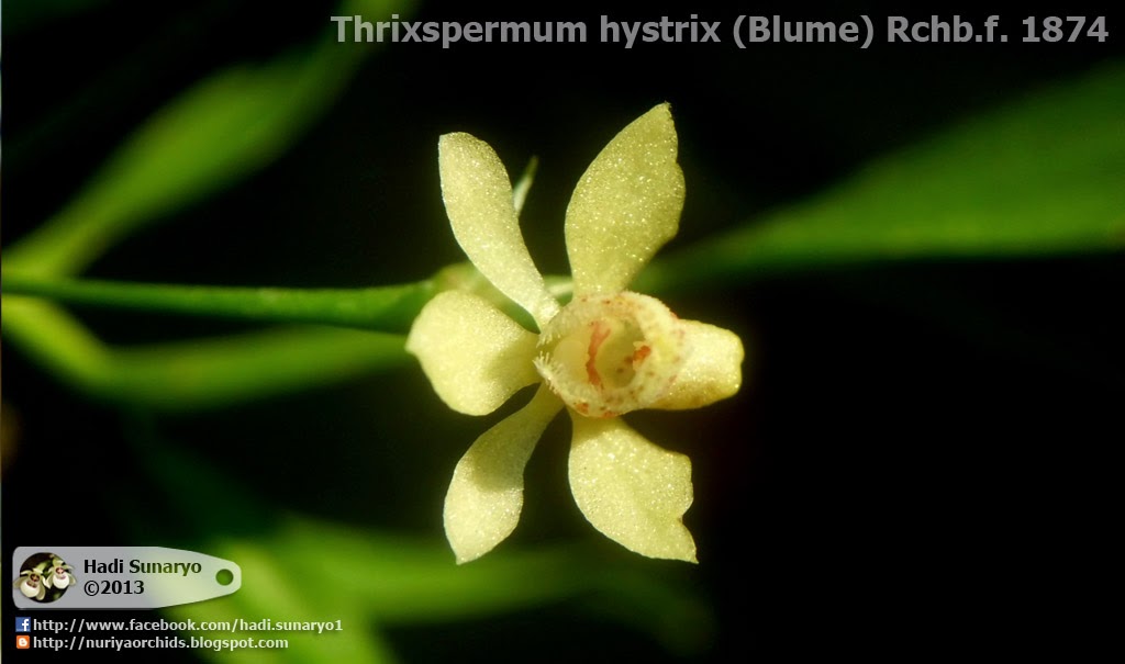 Hadi Orchids (Nuriya Orchids): Thrixspermum hystrix (Blume) Rchb.f ...