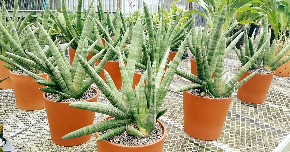 Sansevieria cylindrica v. patula 'Boncel' - Gardening