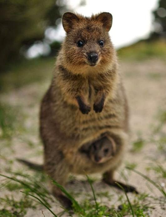 Most positive animal in the world (13 photo) | Funny pictures and videos